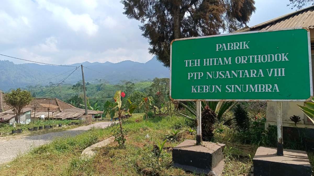 Momotoran Sinumbra-Cipelah: Cerita dari Pemetik Teh Kebun Sinumbra ...